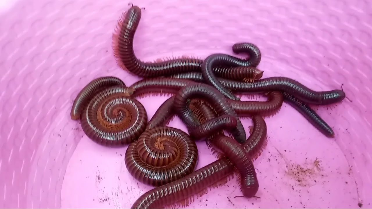 Hunting millipedes, mencari keluwing, kaki seribu, luwing di pohon ...