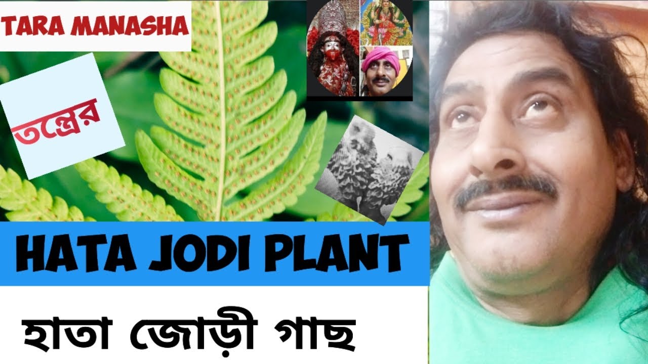 হাতা জোড়ী তন্ত্রে কিভাবে ব‍্যবহার করবেন। Hata Jodi plant.# hata jodi ...
