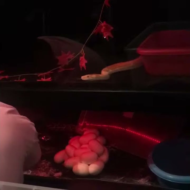 Burmese python eggs - YouTube