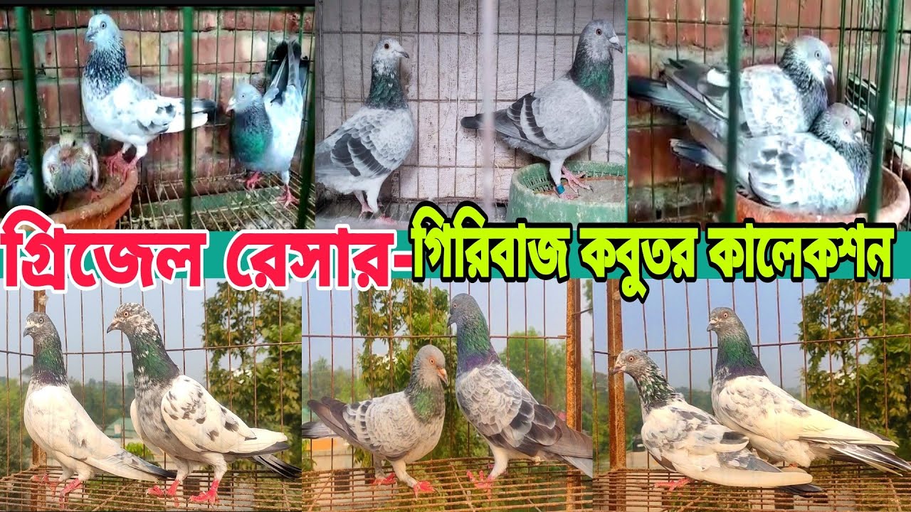 অসাধারণ কিছু গিরিবাজ ও রেসার কবুতর কালেকশন শাহীন এর খামার গাজীপুর ...