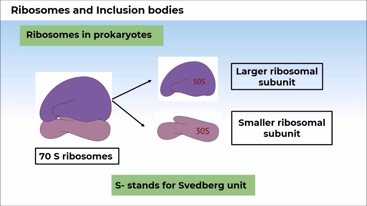 7. 11B08.2 CV3 Ribosomes and Inclusion Bodies - YouTube