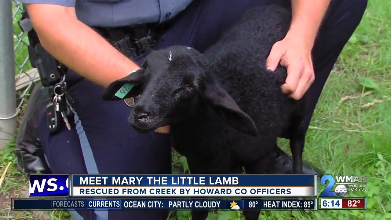 Lamb rescued by police - YouTube