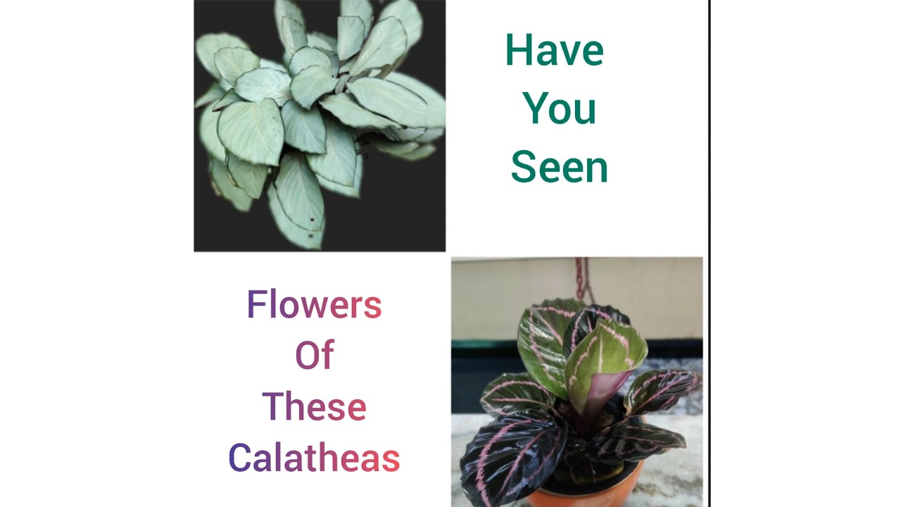 Roseopicta Calathea with Green Flower / Greenish Silver Plate Calathea ...