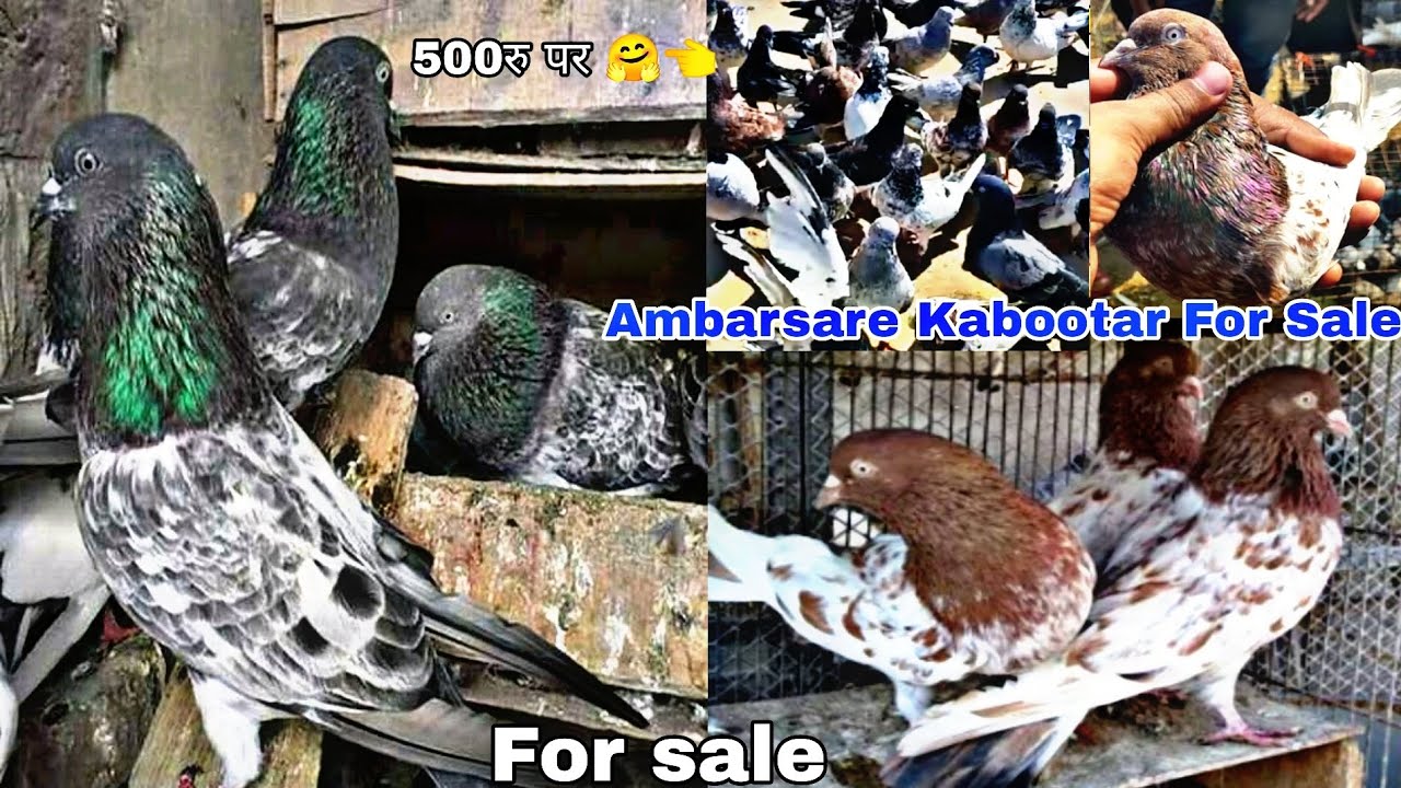 Ambarsare Kabootar For Sale cheap Price 🤗😊 Orignal Nasal Wale Kabutar ...