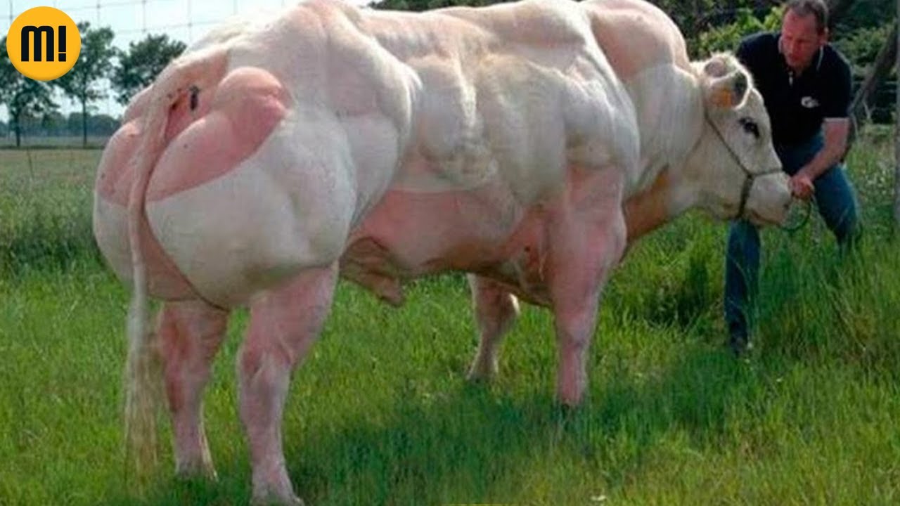 6 animais que foram modificados em laboratório - YouTube