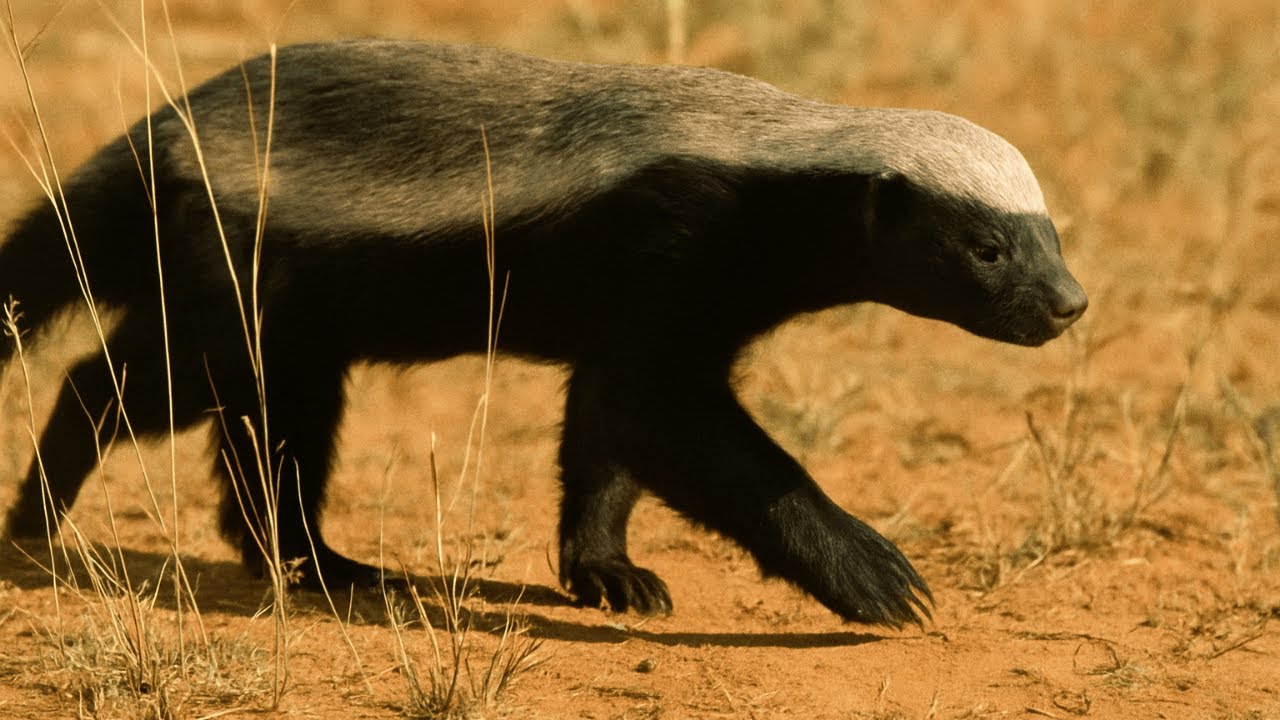 Honey Badger Behavior: The Most Fearless Animal in the World! - YouTube