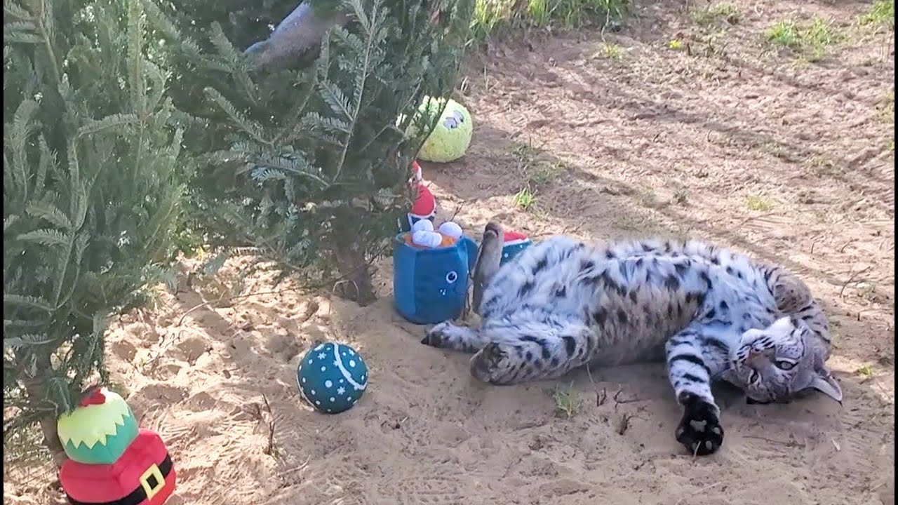 Bobcat Christmas! - YouTube