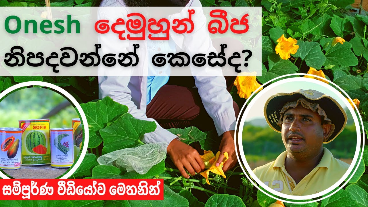 How Onesh Hybrid Seeds are Manufactured - YouTube