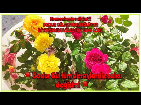 MİGROS BODUR GÜL SAKSI DEĞİŞİMİ NASIL YAPILIR TOPRAĞI NASIL OLMALI EKERKEN NELERE DİKKAT ETMELİYİZ