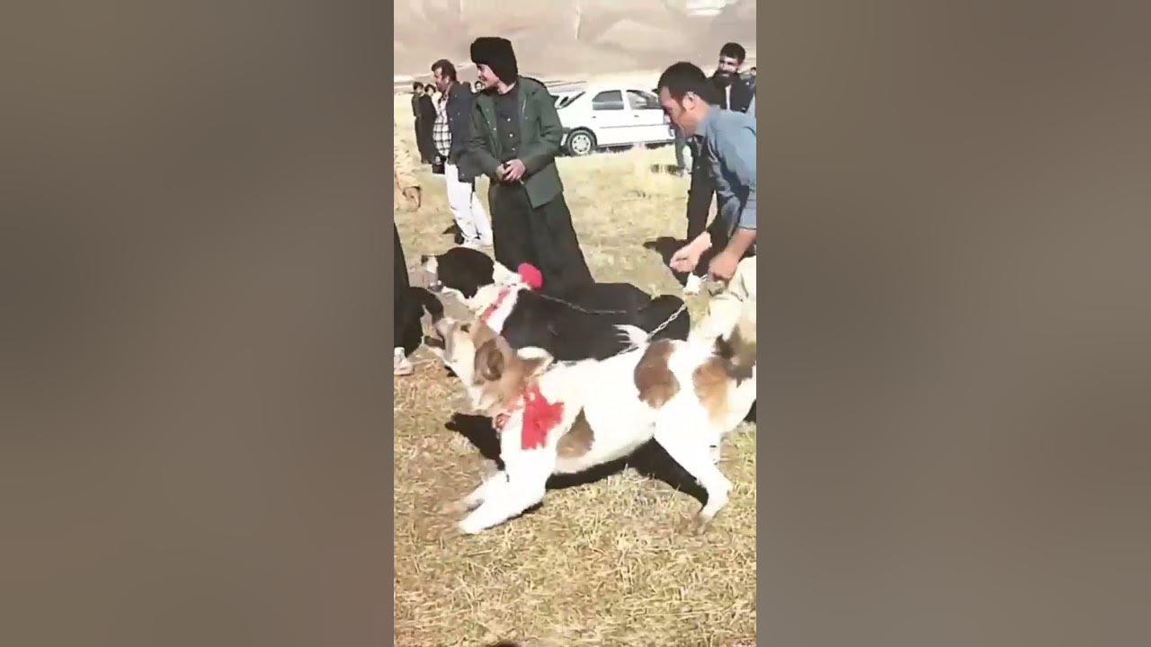 همایش ودورهمی عشق بازان سگ سگنگهبان سگهایقهرمان Youtube