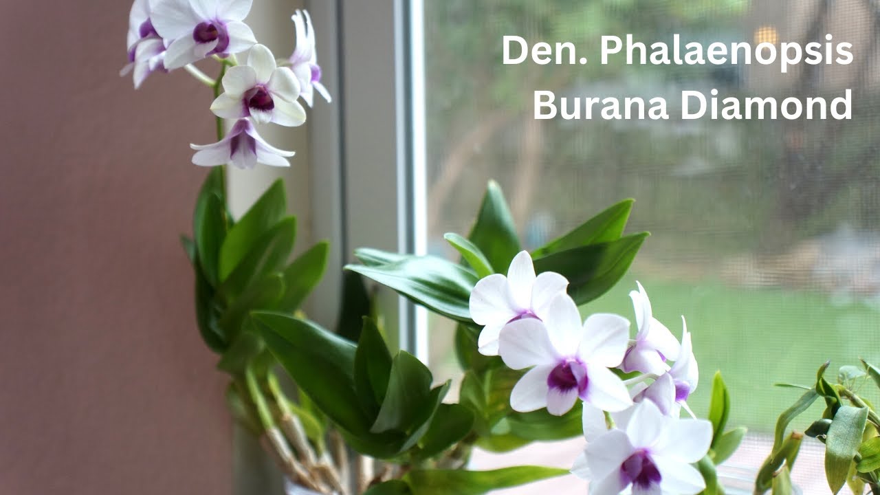 My Dendrobium Phal. Burana Diamond Blooms for a LONG Time from Multiple ...