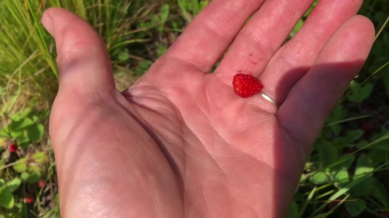 Bear vs Bee - YouTube