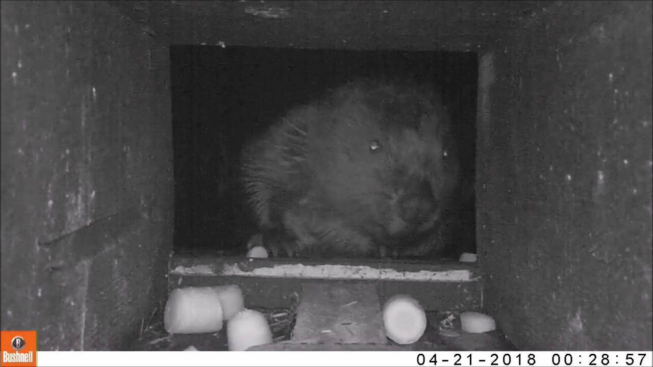 Forth Rivers Trust - River Wildlife - Beavers in the Forth - YouTube