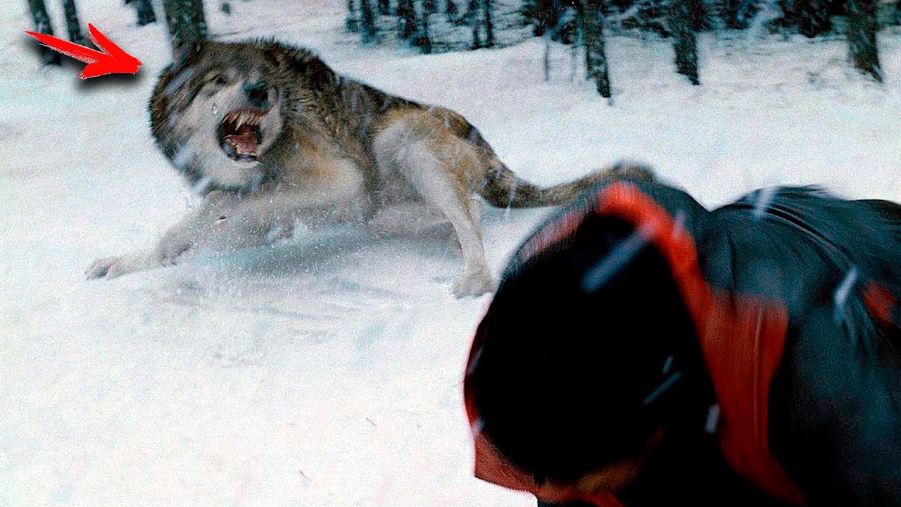Hunters In A Fit Of Excitement Were Chasing A Wolf, But They Did Not ...