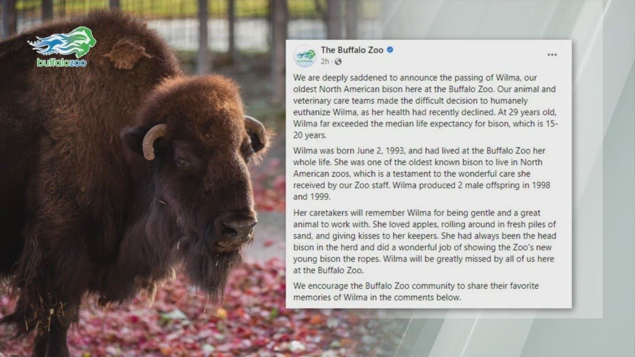 Oldest American bison at Buffalo Zoo dies just shy of 30 - YouTube