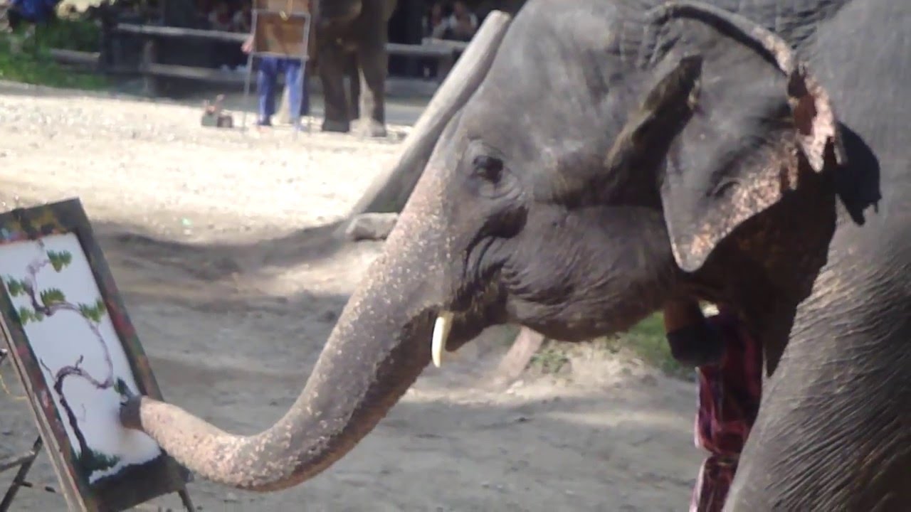 Elefante pintando / Elephant painting / Éléphant peint - YouTube