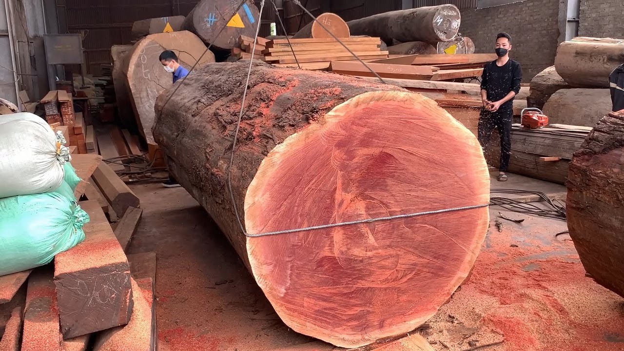 Amazing Sawmill Wood Cutting - Extremely Large Redwood Tree Cutting Saw ...
