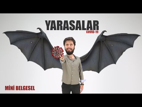 YARASALAR HAKKINDA BİLMEDİKLERİNİZ (Mini Yarasa Belgeseli)