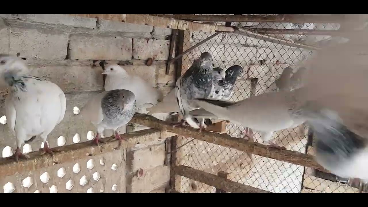 all setup breedr kabootar for sale in faisalabad ali,(03106058000 ...