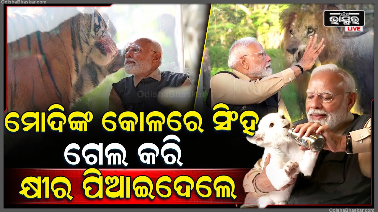 ପଶୁଙ୍କ ପ୍ରେମରେ ପଡିଛନ୍ତି ପ୍ରଧାନମନ୍ତ୍ରୀ ମୋଦି...PM Narendra Modi at ...