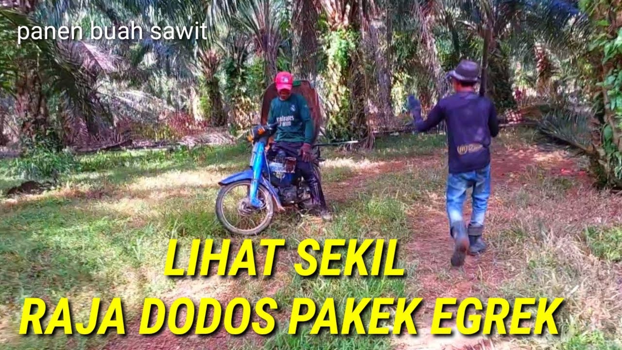 sekil raja dodos panen sawit pakek egrek panen sawit unggul varetas ...