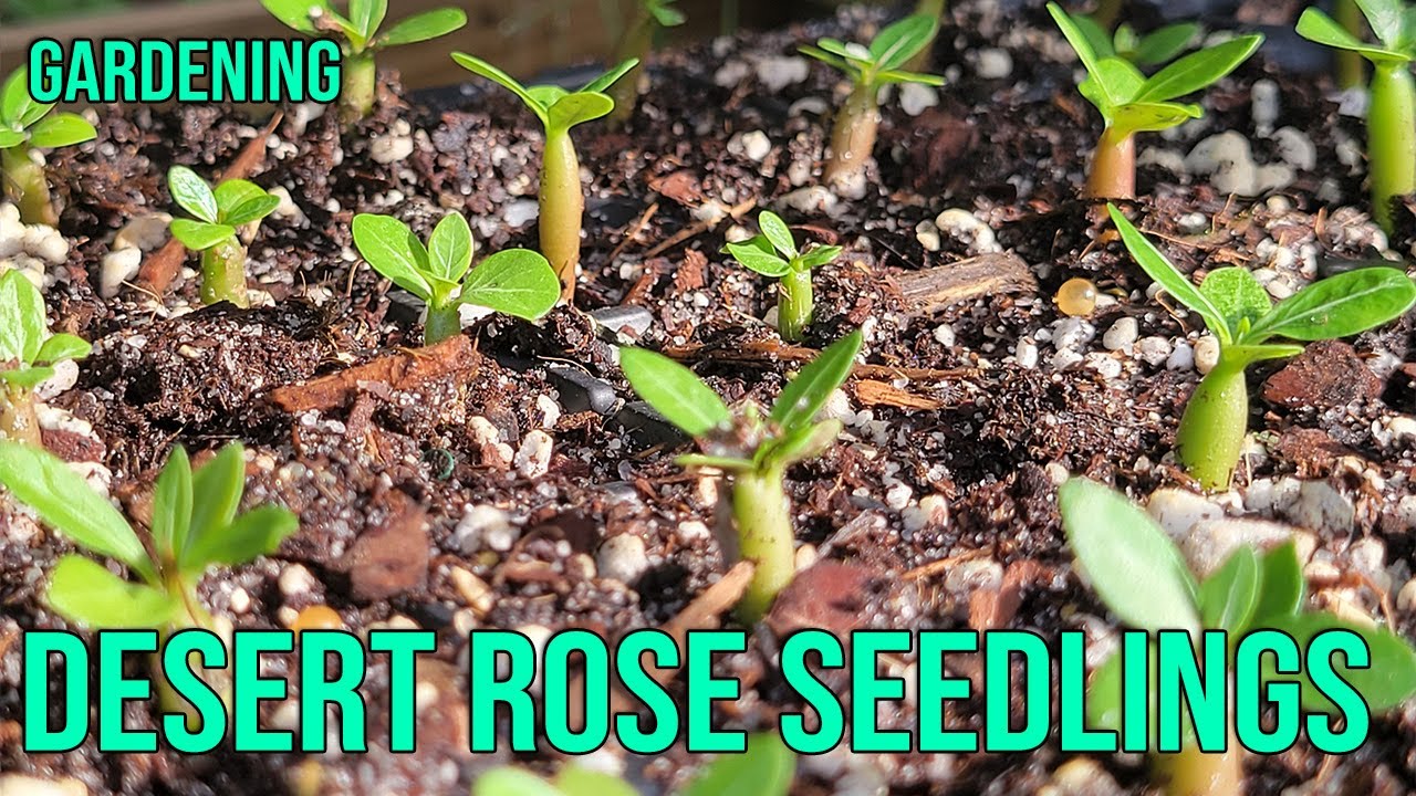Transplant Desert Rose Seedlings : Preventing Root Rot - YouTube