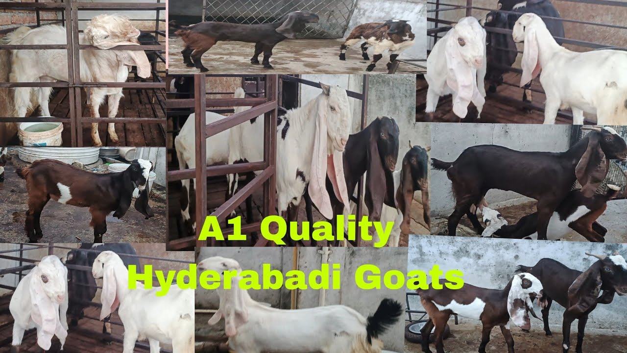 Full Gulabi White Hyderabadi Goats | Mohammed Bullet | King of Gulabi ...