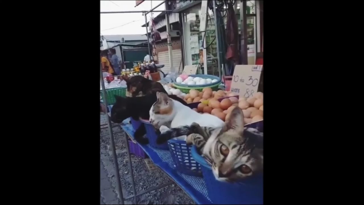 Funny Cat Compilation 1 Youtube