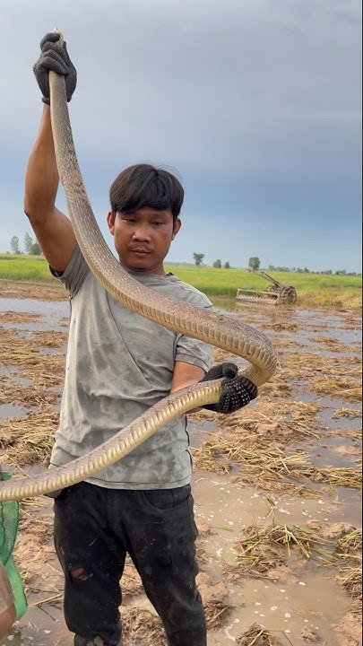 How to catch cobra snake use hands #shorts - YouTube