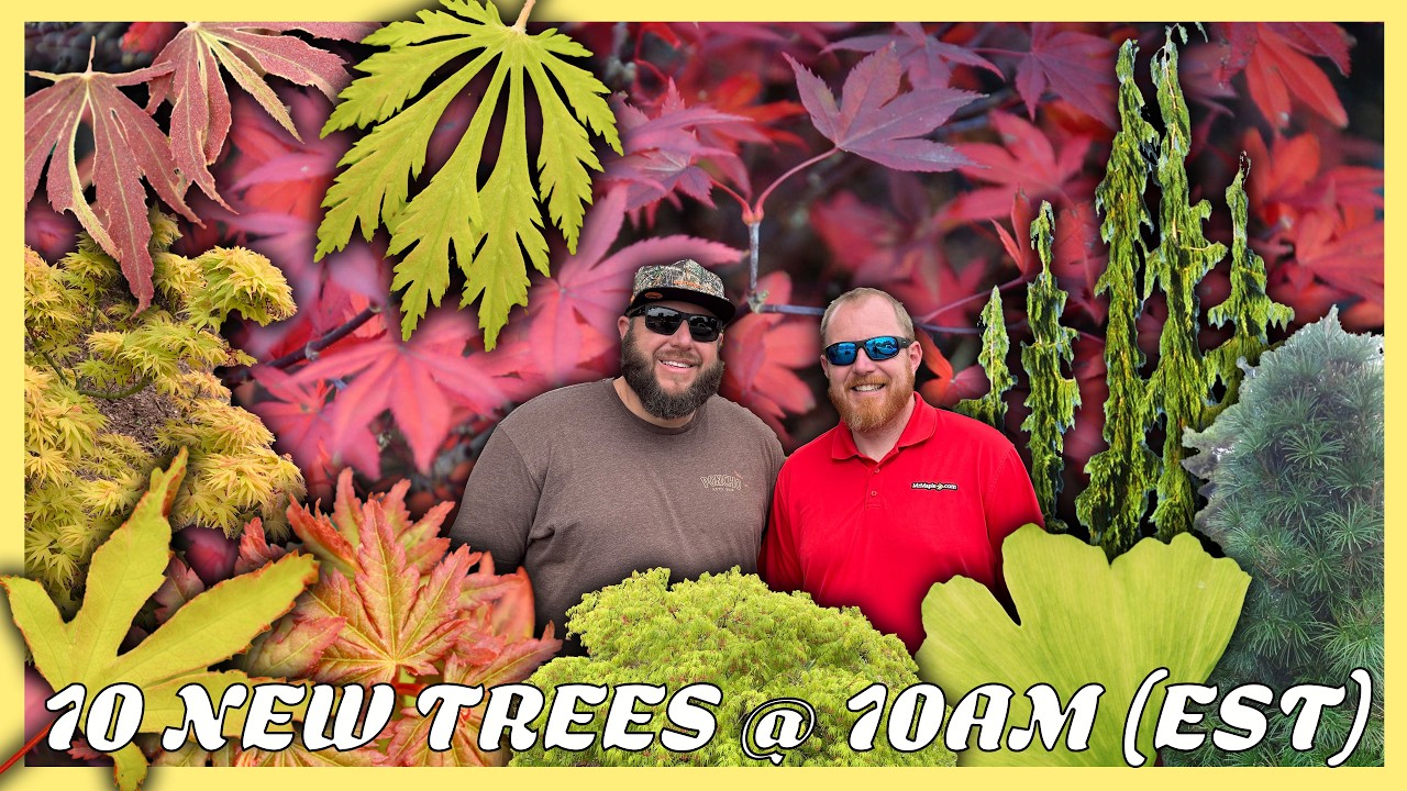 10 Stunning Japanese Maples You’ll Want in Your Garden | MrMaple 10@10 ...