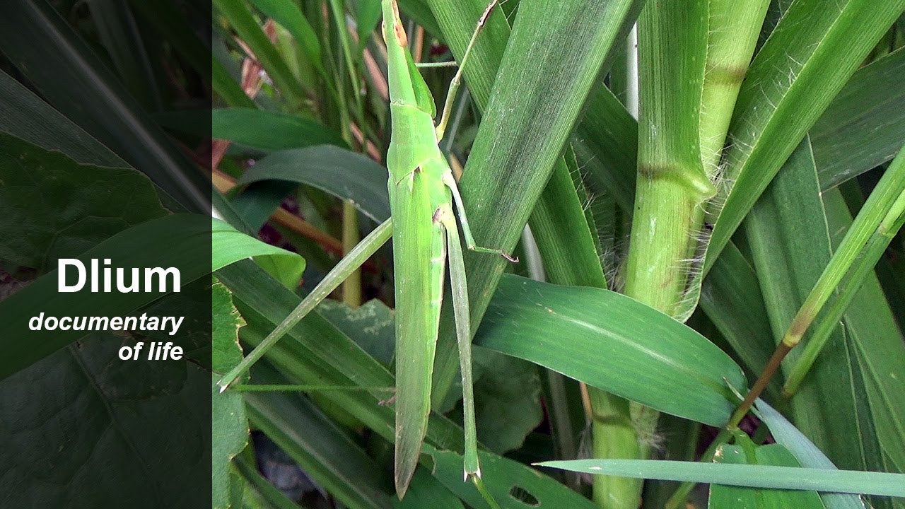Oriental longheaded locust (Acrida cinerea) - YouTube