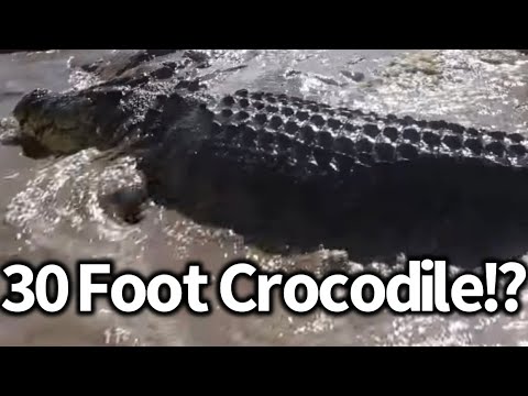 30 Foot Crocodile Seen in Borneo - YouTube