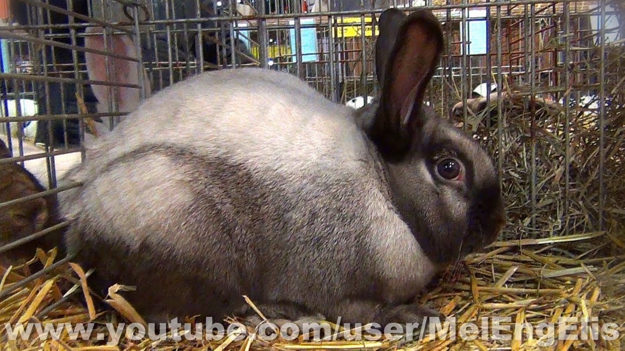 Lapin Sallander - Sallander Rabbit - Sallander Kaninchen - Salomé 2020 ...