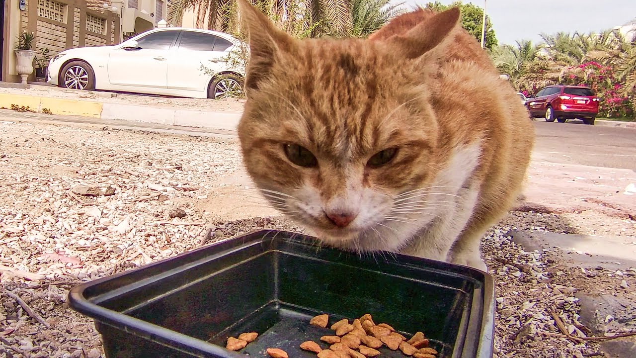 feeding street cats on the way 🐈🐈 - YouTube