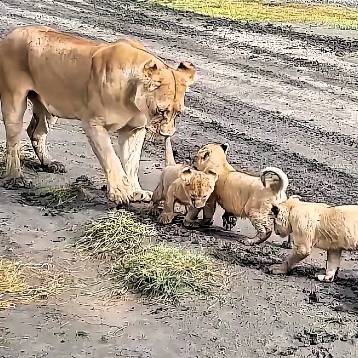 Inside The Lion Mom’s Savage Discipline Methods - YouTube