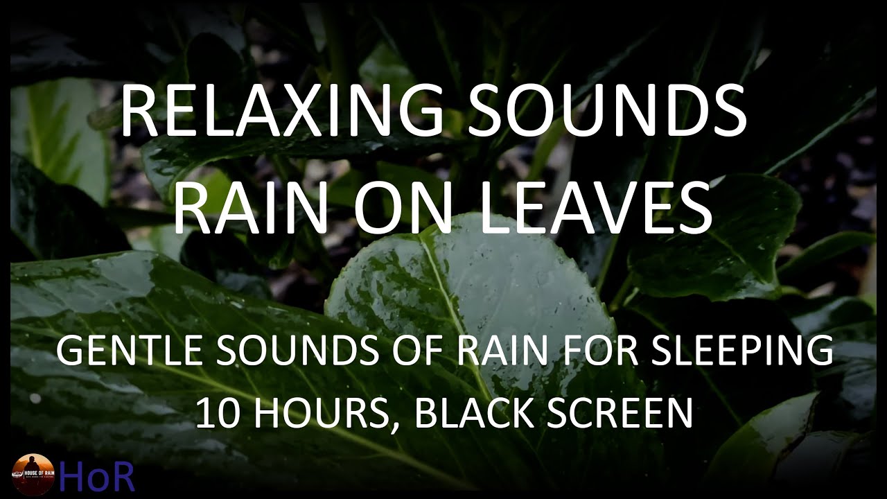 Relaxing Rain Sounds, Rain on Leaves, 10 Hours of Gentle Sounds for ...
