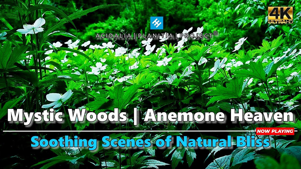 Whispering Nature 🌳 Serene Forest Scenes, Relaxing Sounds for ...