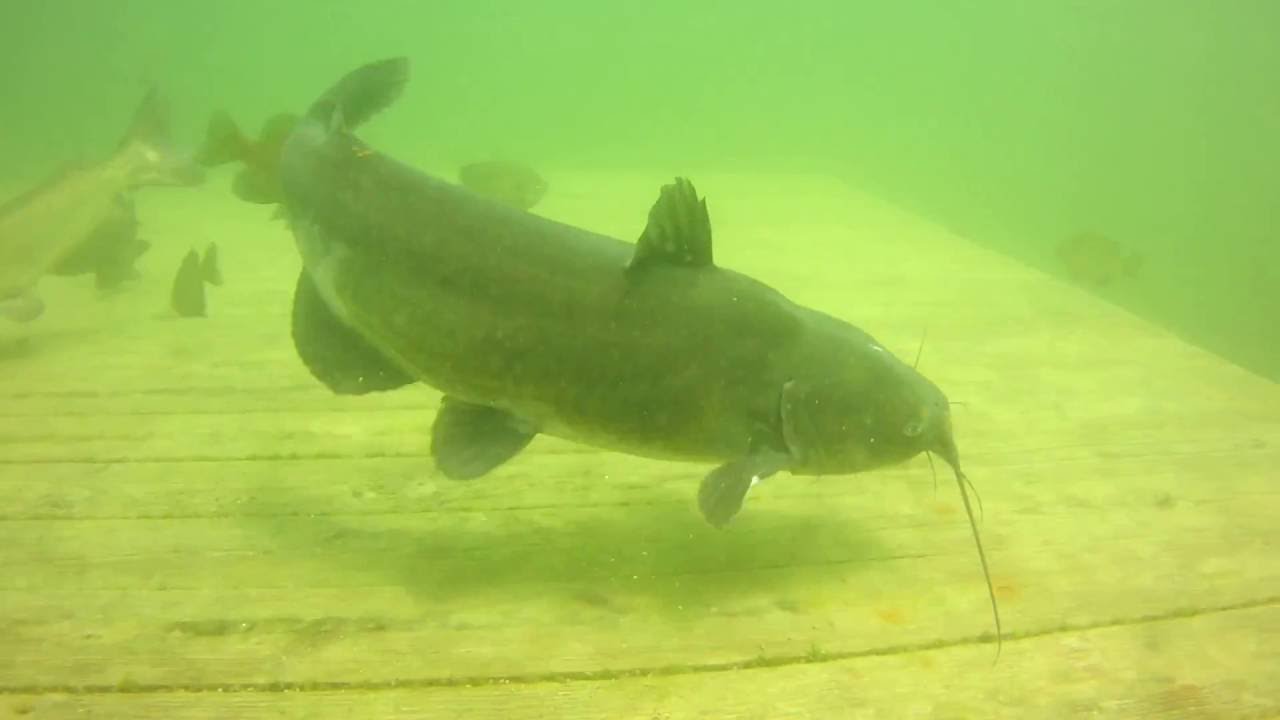 Catfish at Haigh Quarry - YouTube