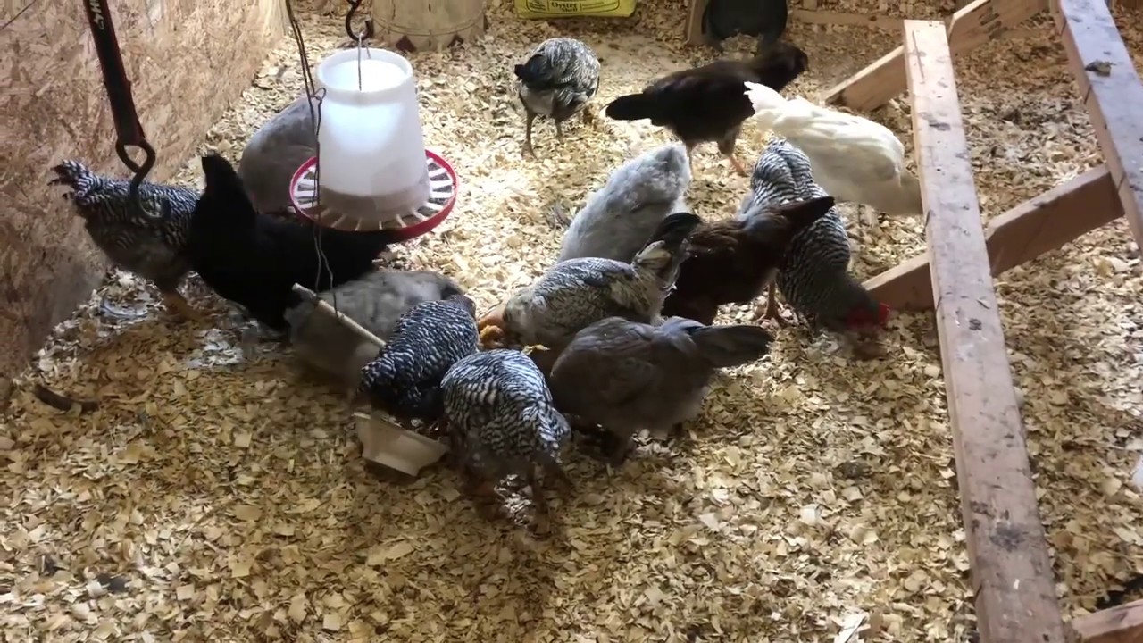 I SOLD 6 CHICKENS and compared 3 flocks with a golf ball! - CHICKEN ...
