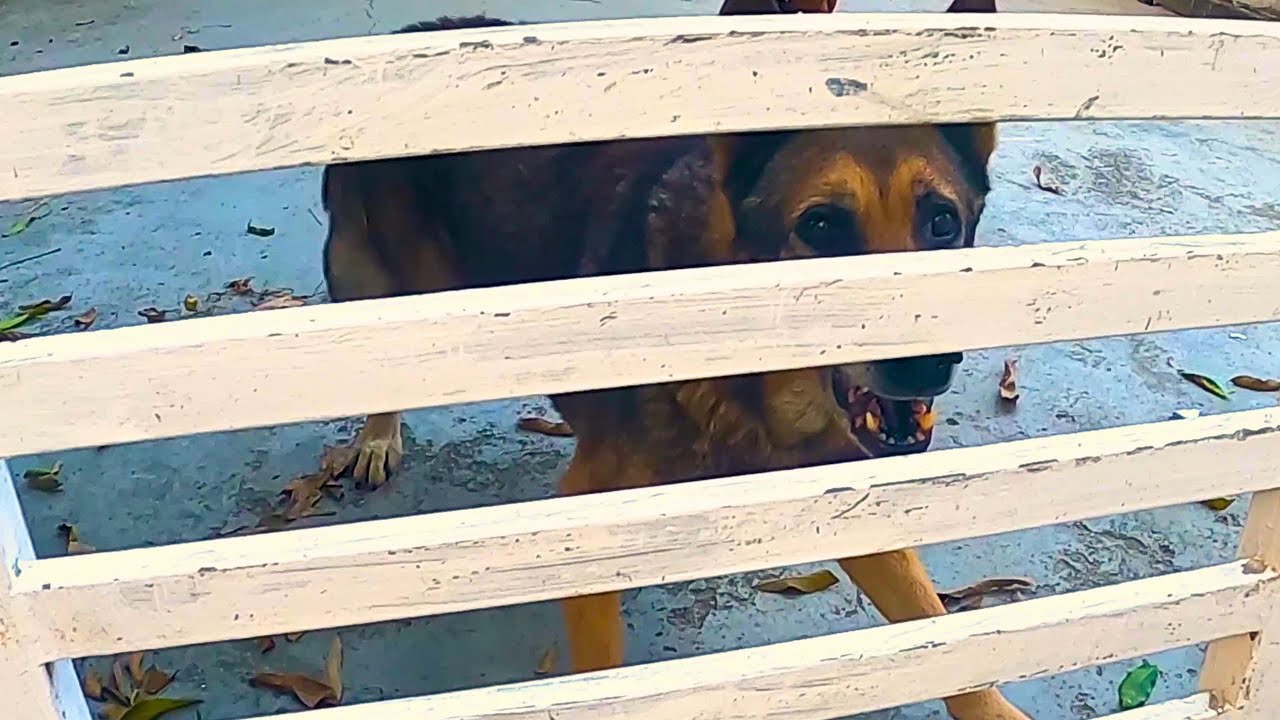 Tiếng Chó Sủa, Chó Dữ Sủa | Dog Barking, Evil Dog Barking - YouTube