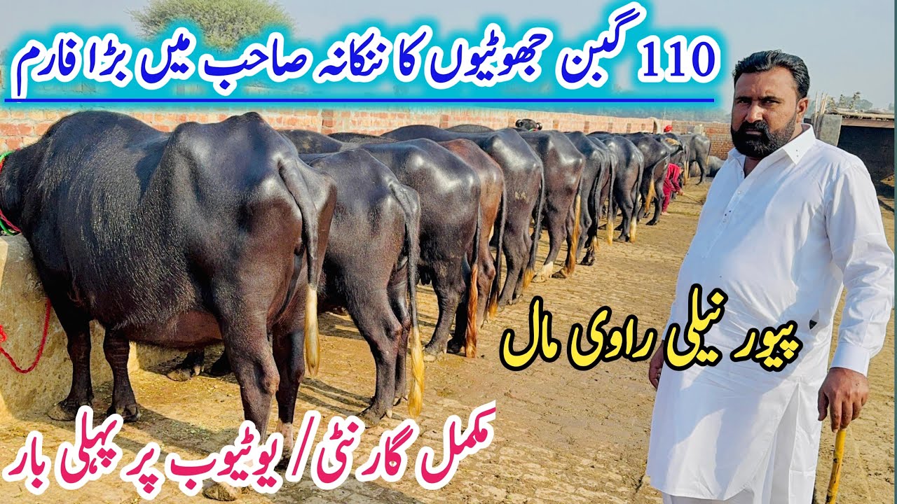 High Standard Nali Ravi Buffaloes in Pakistan|Pure Nali Gabbon Jhotian ...