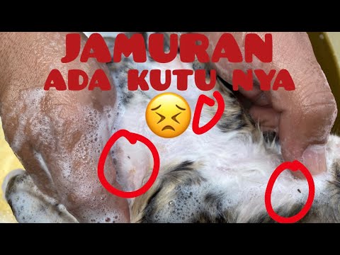 MANDIIN ANAK KUCING YANG KENA JAMUR DAN KUTUAN