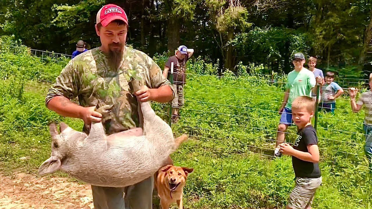 Ohio subscribers come for Tennessee Mangalitsa pigs! - YouTube