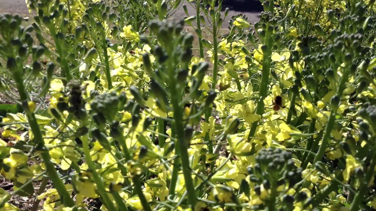The Beauty of Broccoli and Bees Part 2 - YouTube