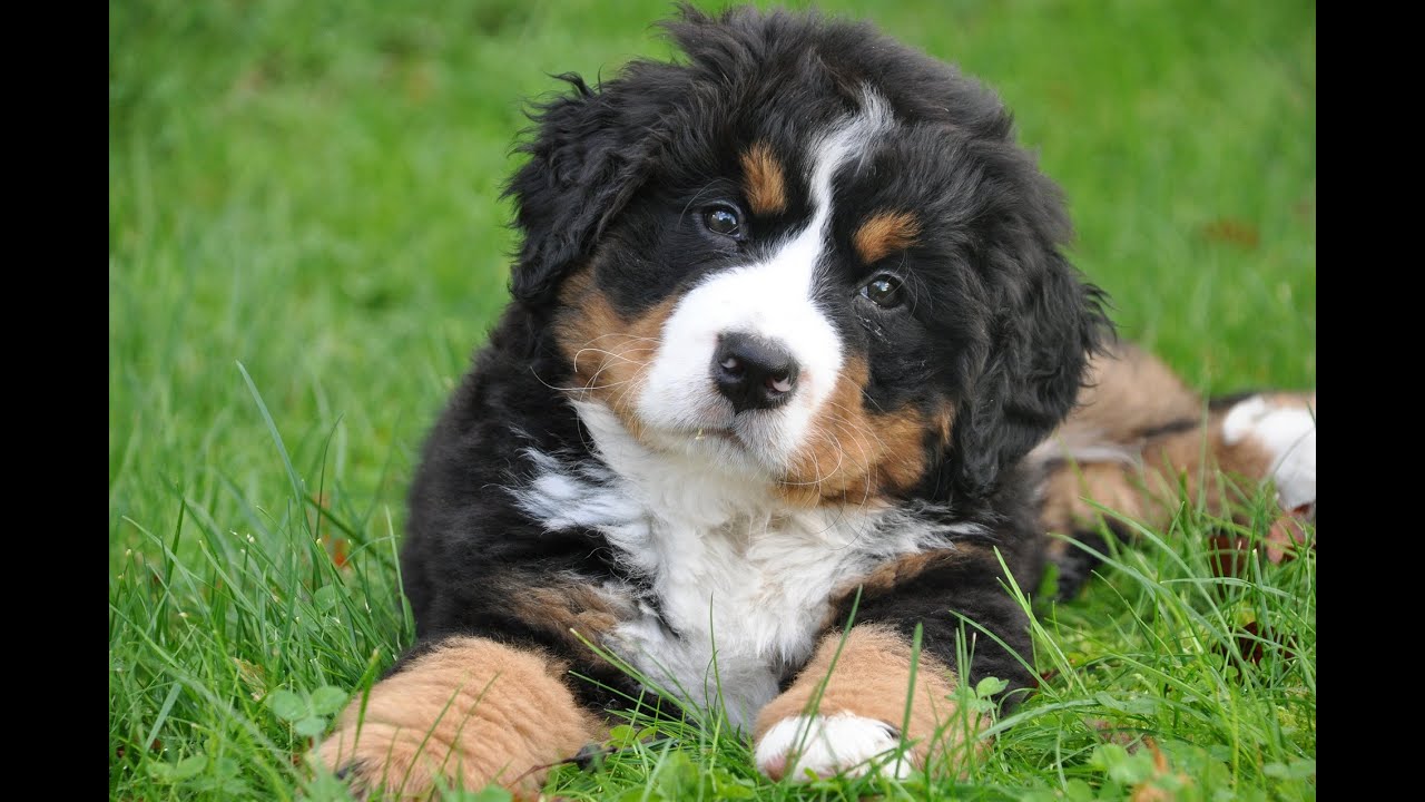 🔴4K (3 Hours) Peaceful Dogs and Guitar Sound to Sooth and Heal your ...