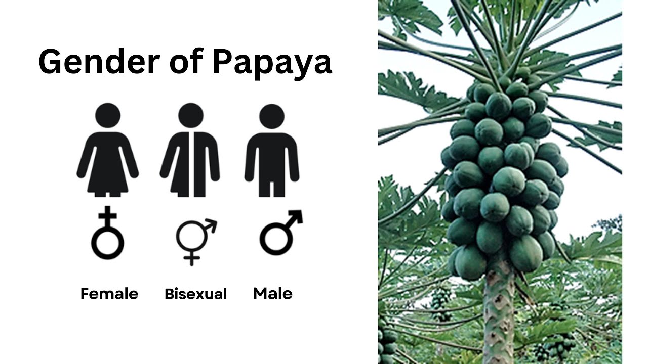 How to classify the gender of papaya flowers and fruits - YouTube