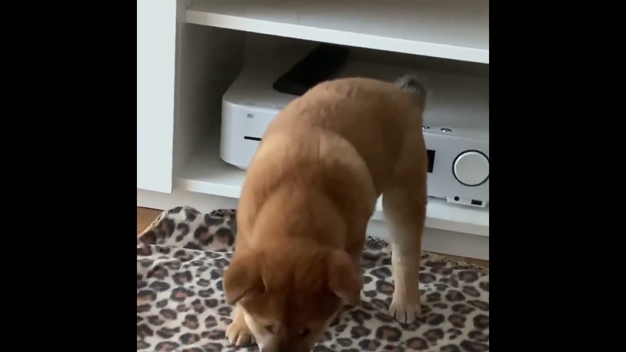 Shiba Inu Puppy Eating Raw Chicken Neck - YouTube