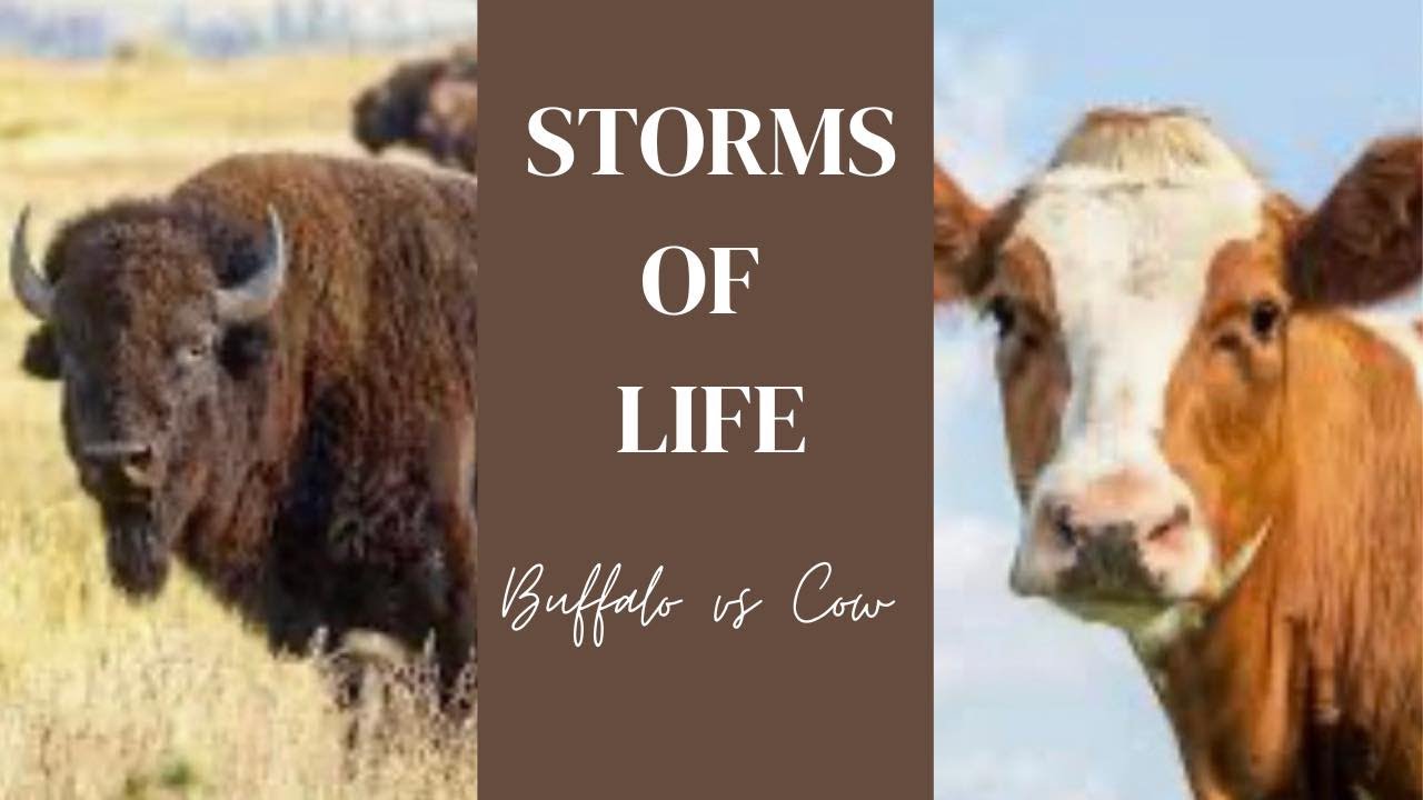 Facing the Storms of Life! Buffalo & Cow illustration - YouTube