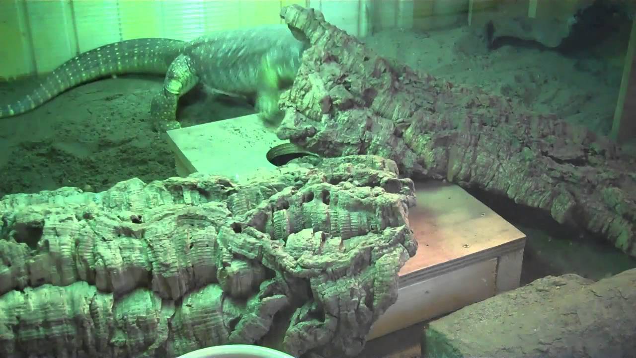 Monitor Lizard Work Out 2014 - YouTube