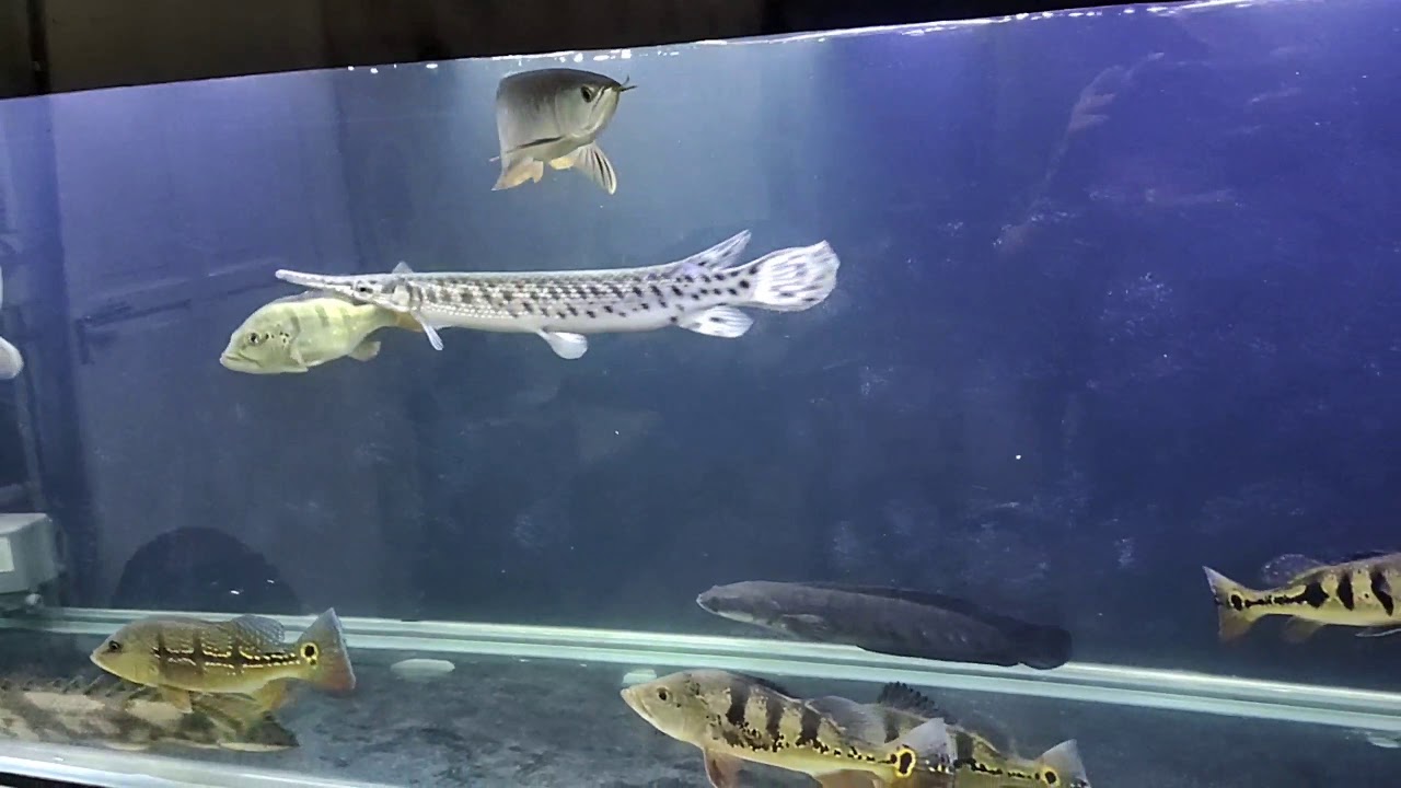 Predator fish tank - YouTube
